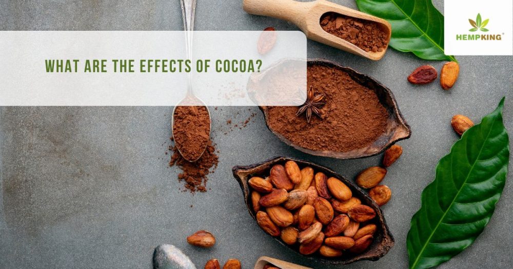 What are the effects of cocoa? | HempKing Blog