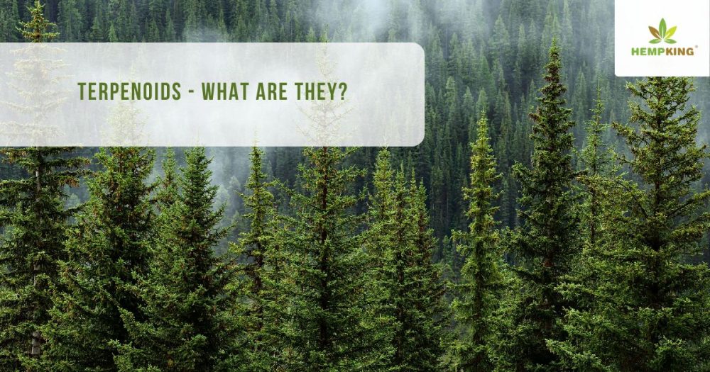 Terpenoids - what are they? | HempKing Blog