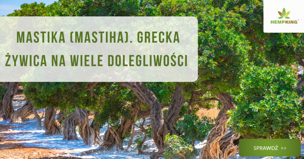 Mastika – poznaj naturalny sekret zdrowia z greckiej wyspy Chios